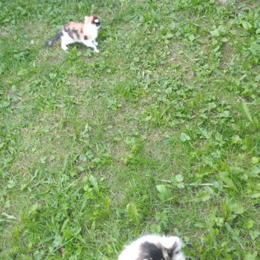Котята в добрые руки бесплатно