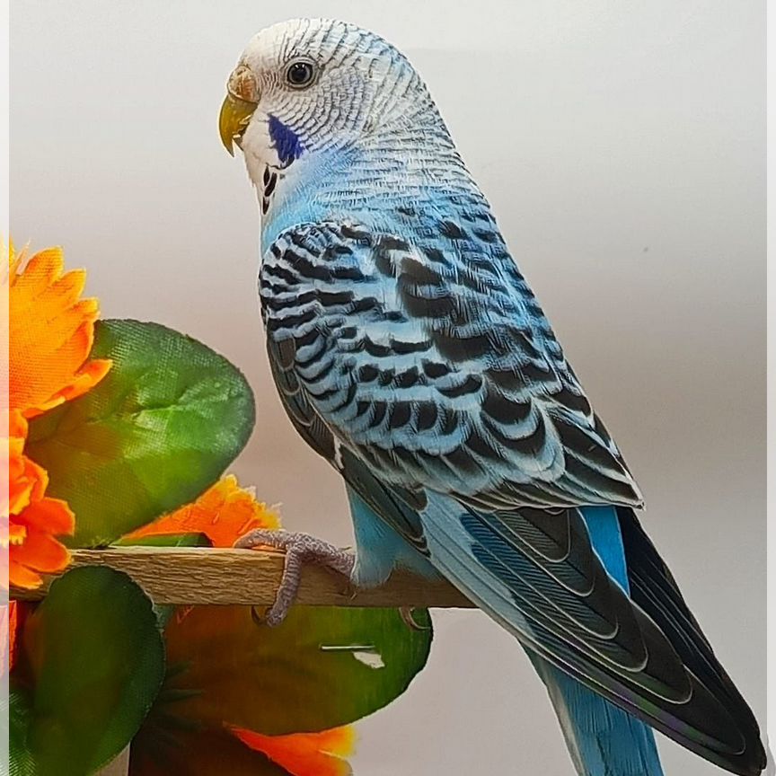 Волнистый попугай птенцы и взрослые