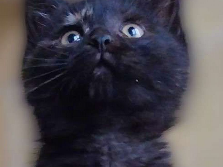 Маленький котенок, девочка 2 месяца