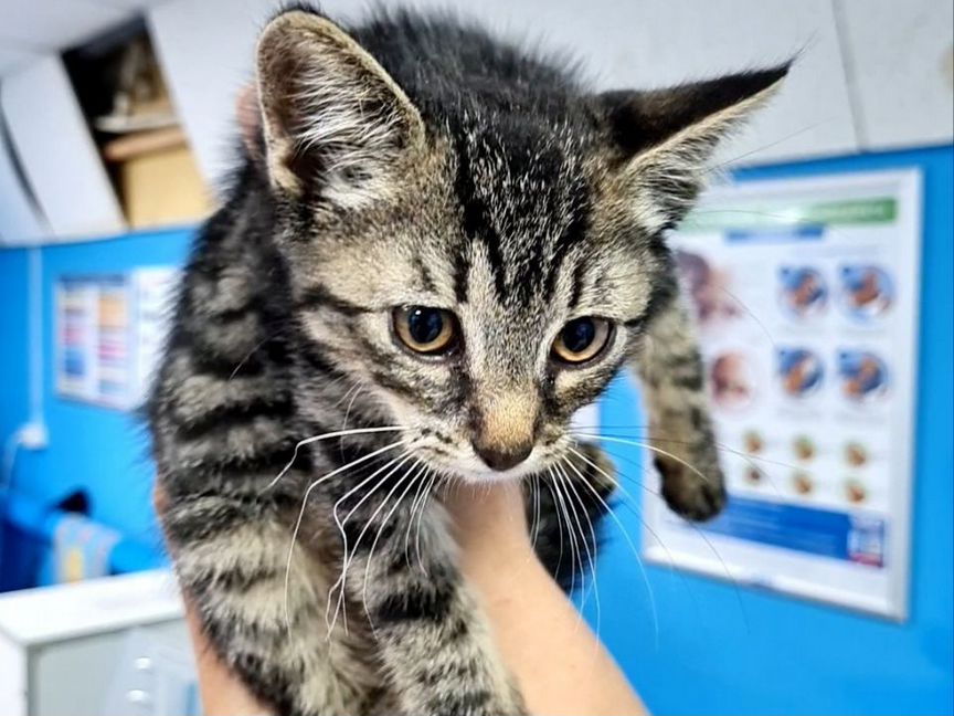 Продаю котёнка