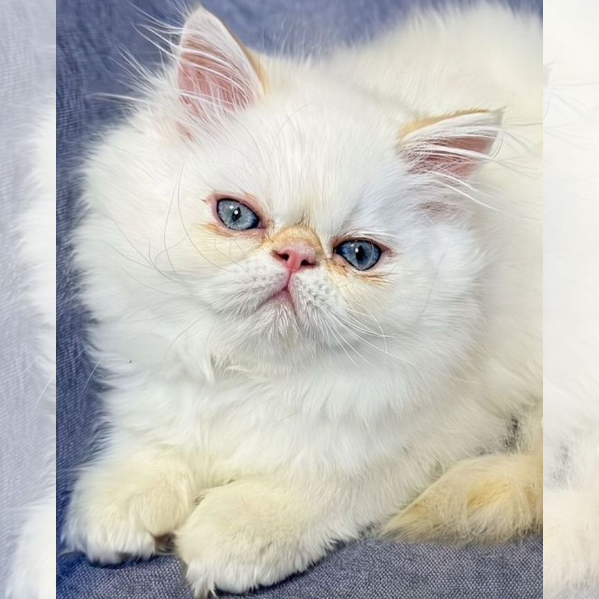 Персидский котёнок