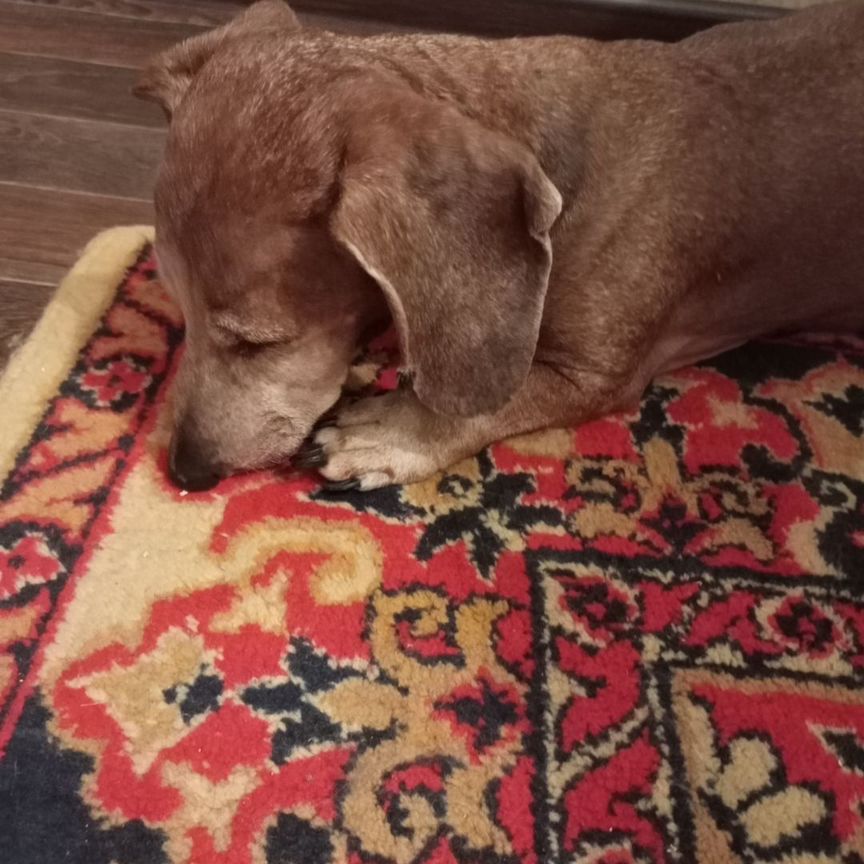 Нашлась собачка такса