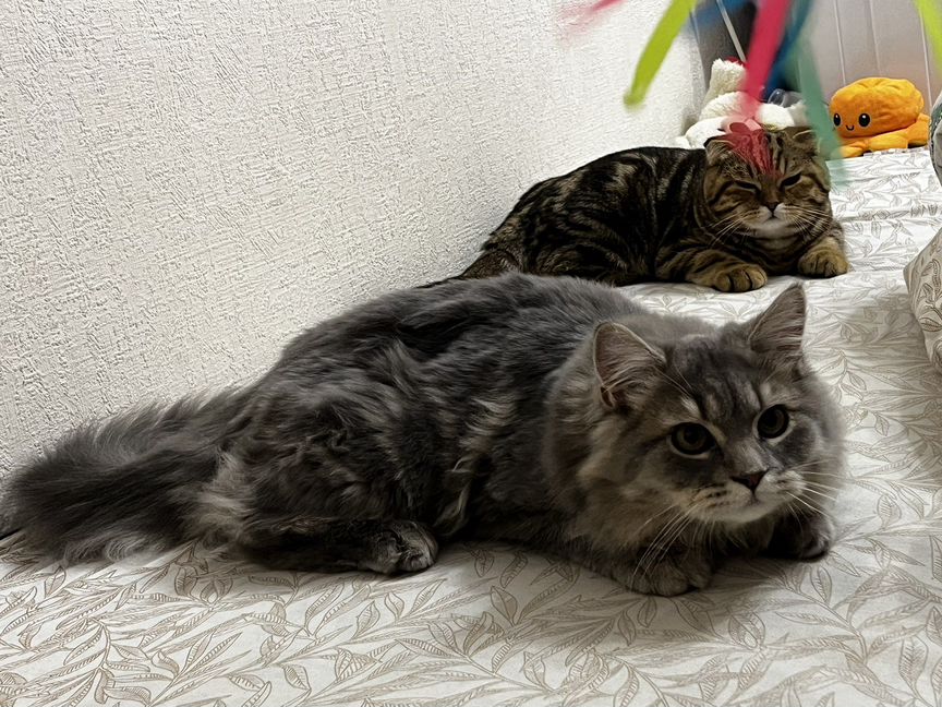 2 шотландца (вязка)