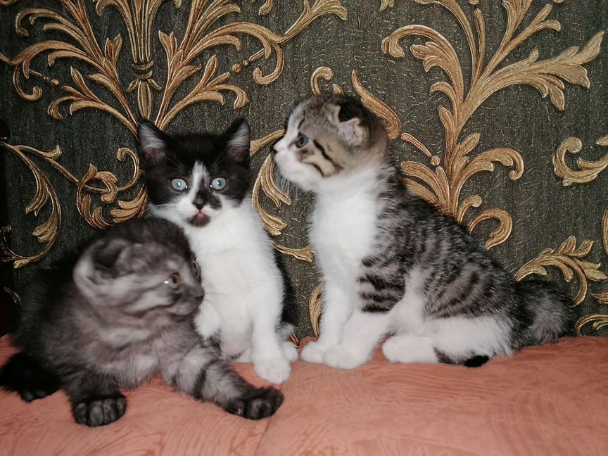 Вислоухие котята (1,5 мес)