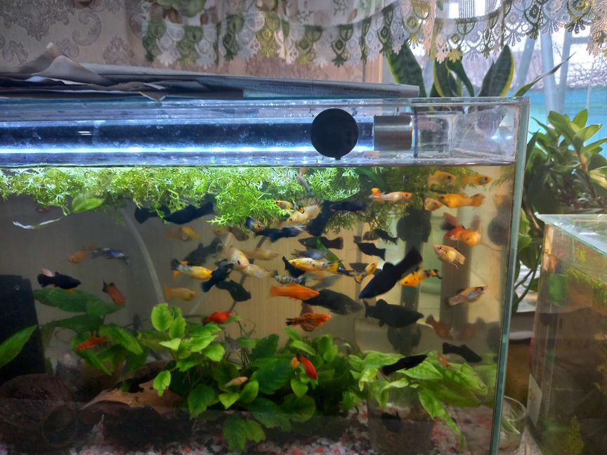 Аквариумные рыбки