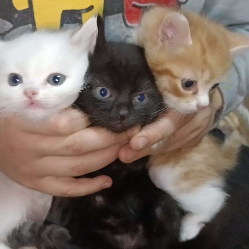Котята в добрые руки 1 месяц. 1руб