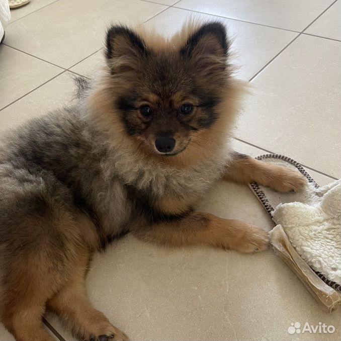 Малый немецкий шпиц 5 мес