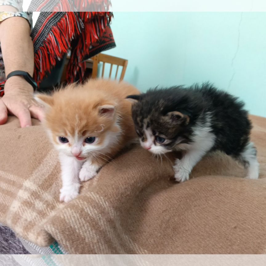 Котята бесплатно