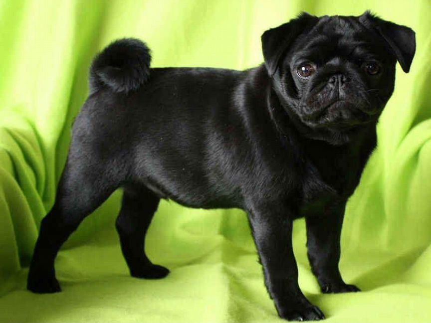 Мопс вязка мальчик