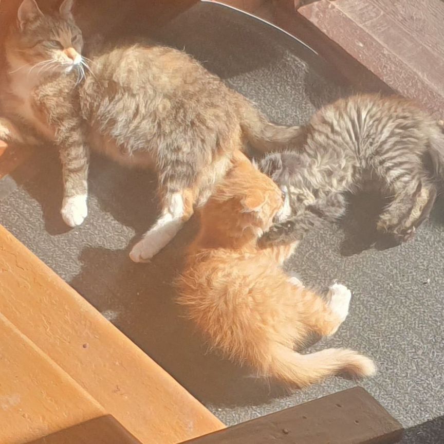 Котятки полу пушистые