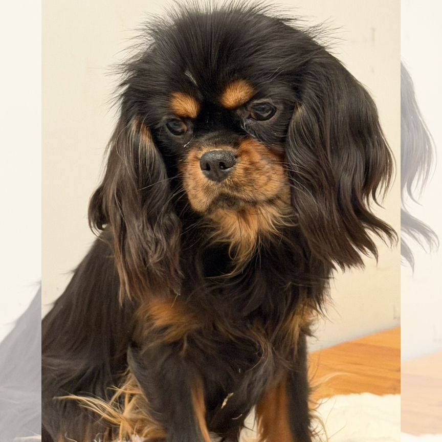 Кавалер кинг-чарльз-спаниель, щенок