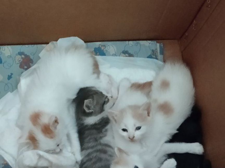 Кошка в дар бесплатно