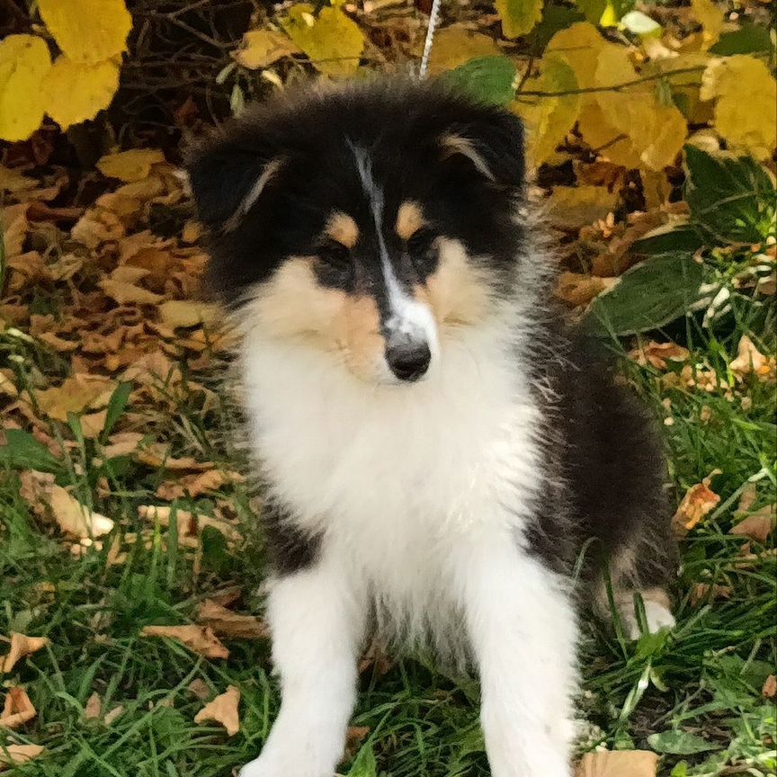 Щенки колли