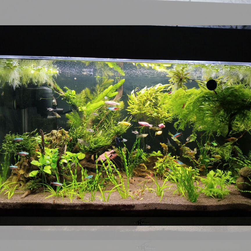 Аквариум с рыбками и креветками