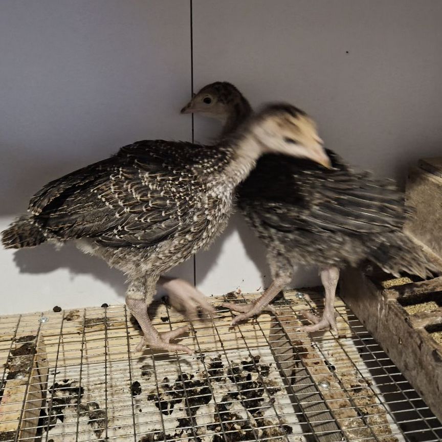 Продам индюшат