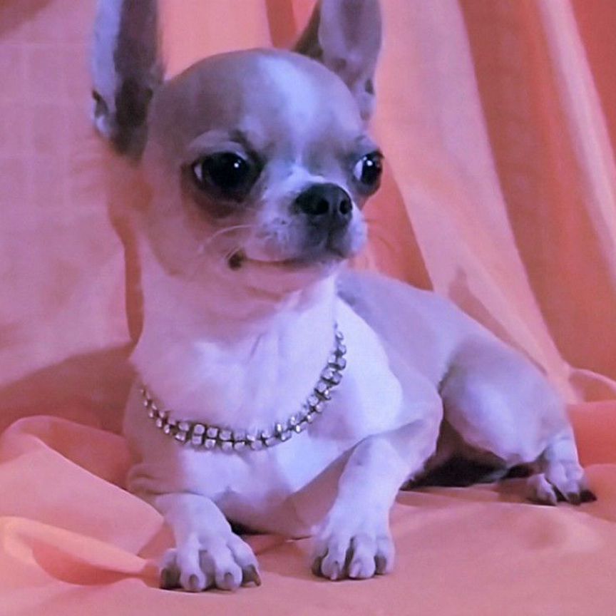 Щенки чихуахуа