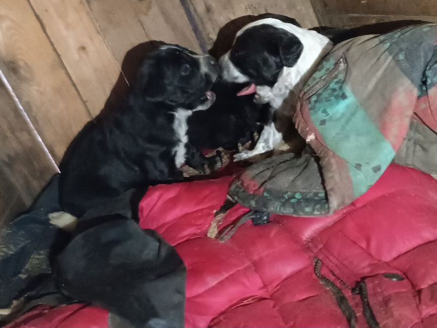 Собака в добрые руки отдам бесплатно