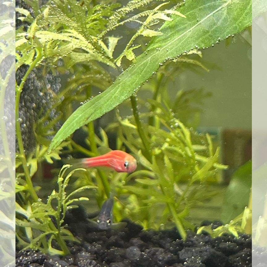 Аквариум Aquael 10 литров