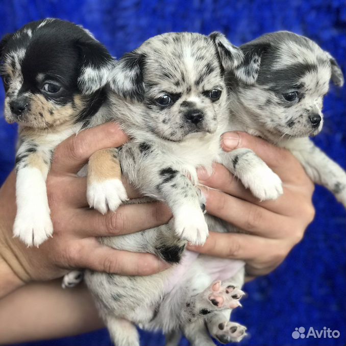 Чихуахуа для ценителей красоты