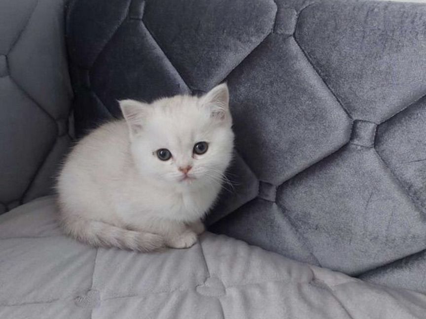 Шотланский котенок