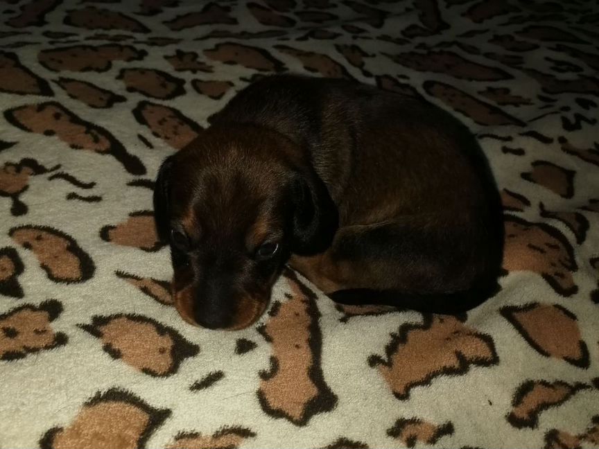 Щенки кроличьей таксы