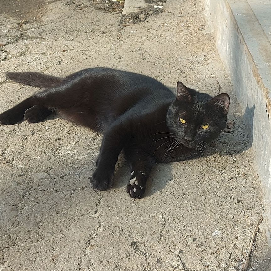 Котик ищет дом