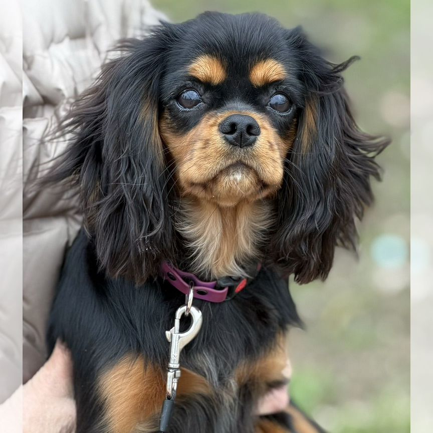 Кавалер кинг-чарльз-спаниель, щенок