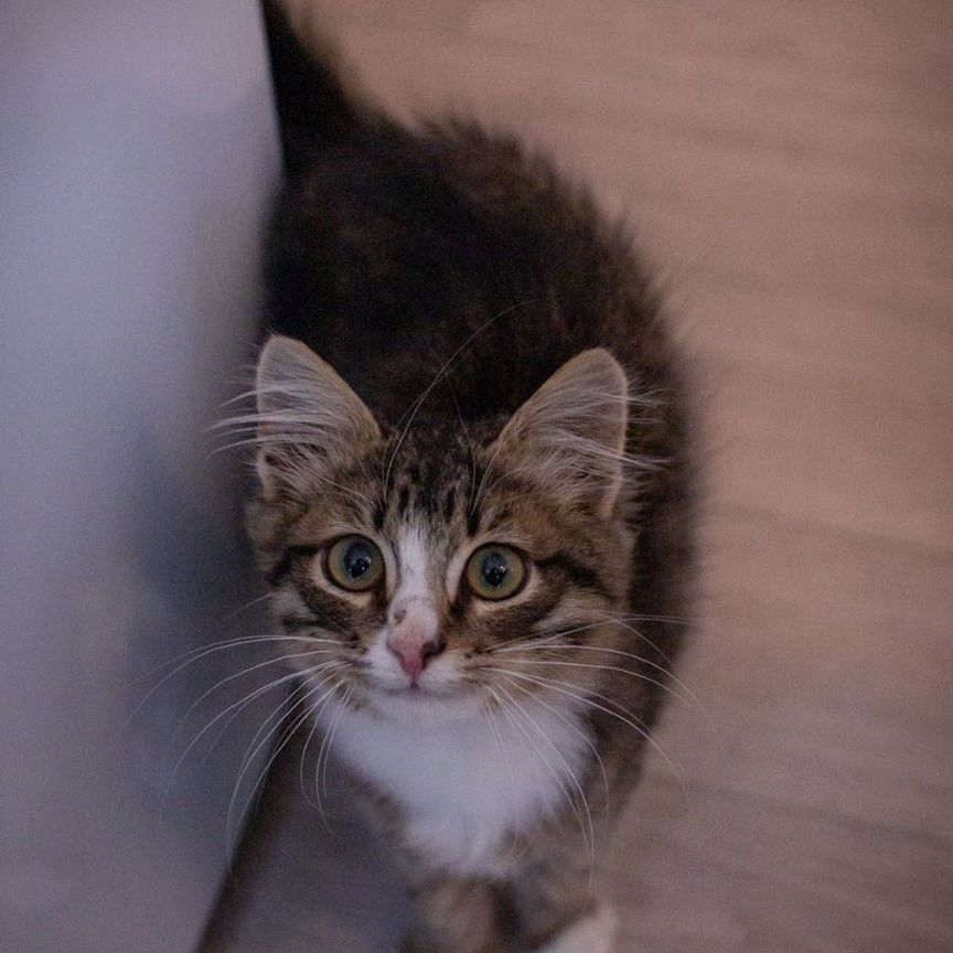 Невероятно компанейский котенок ищет семью