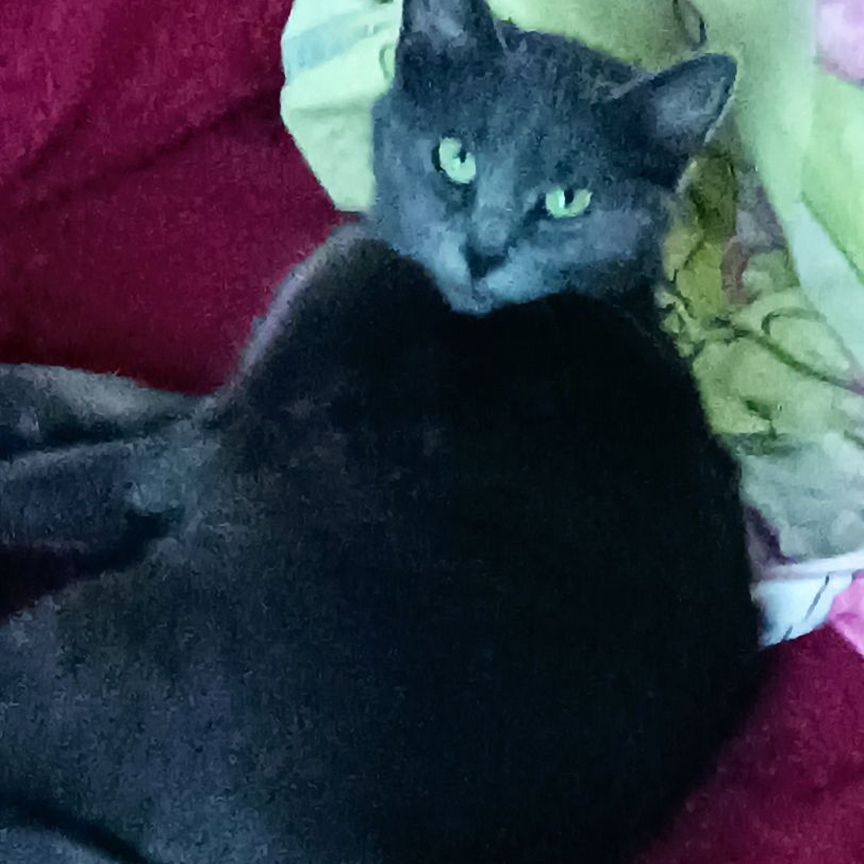 Котята в добрые руки приучены к лотку