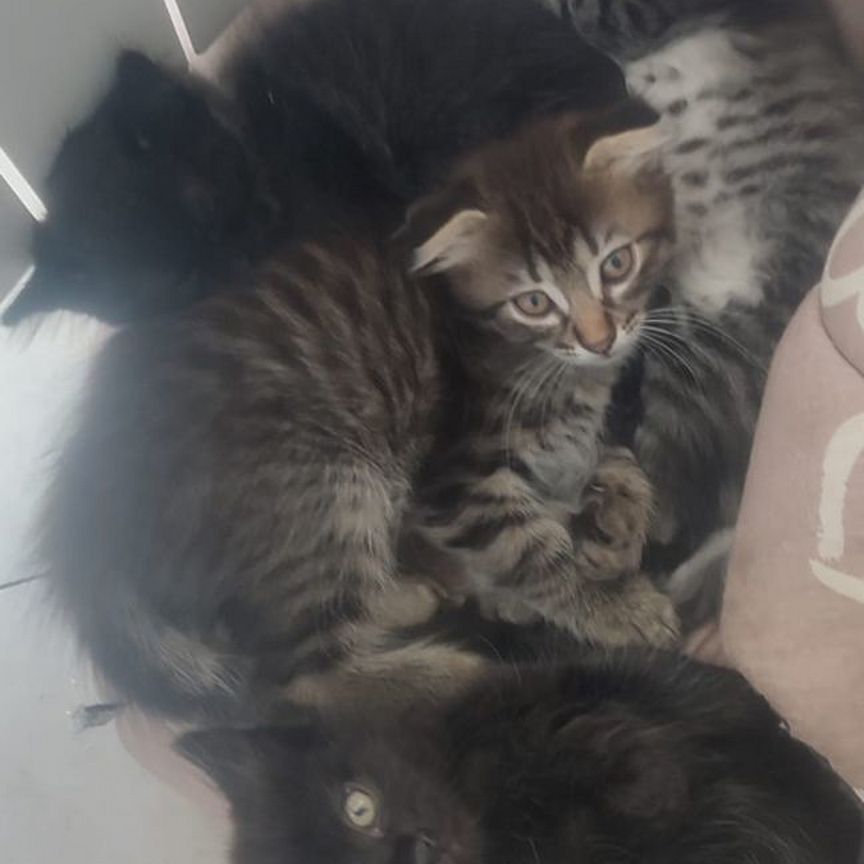 Котята дарам