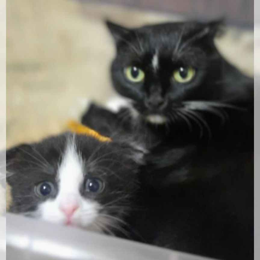 Котятëнок