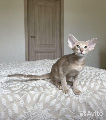 Ориентальные котята