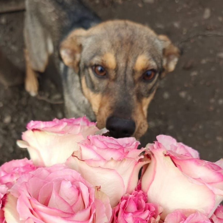 Взрослая собака в добрые руки