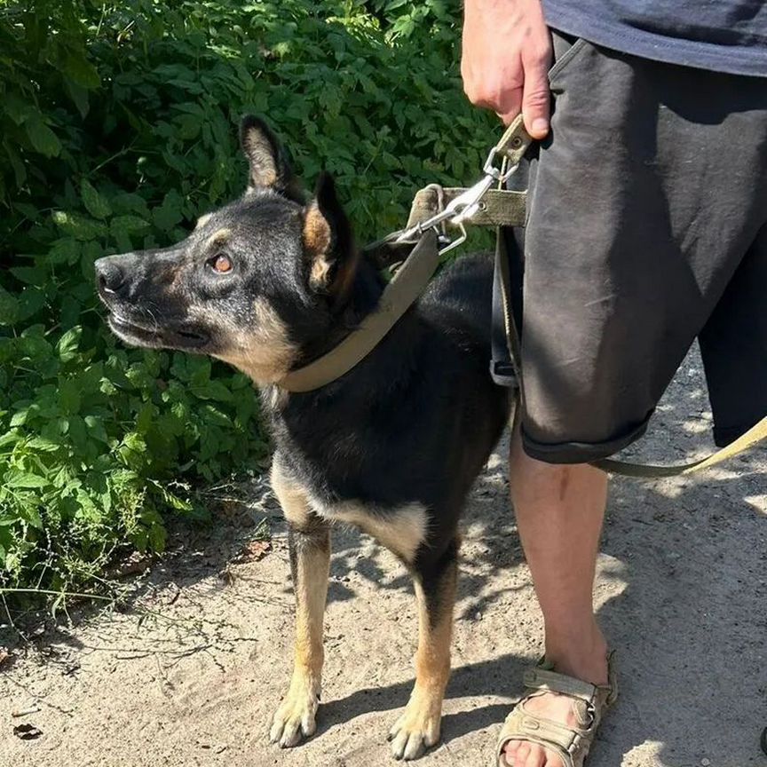 Собачка ищет дом