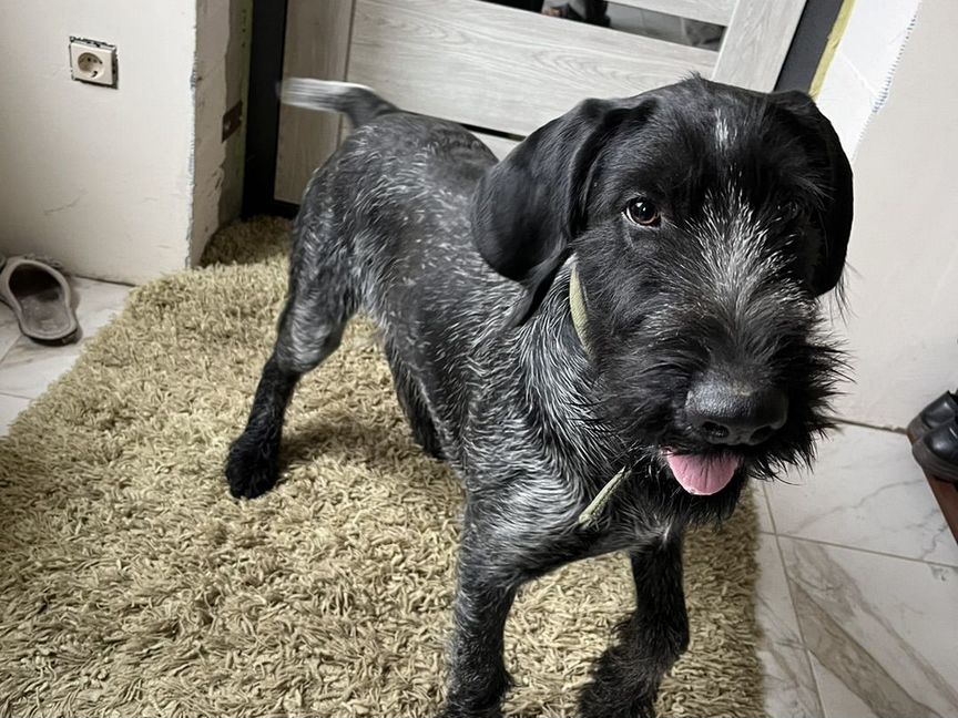 Немецкий дратхаар