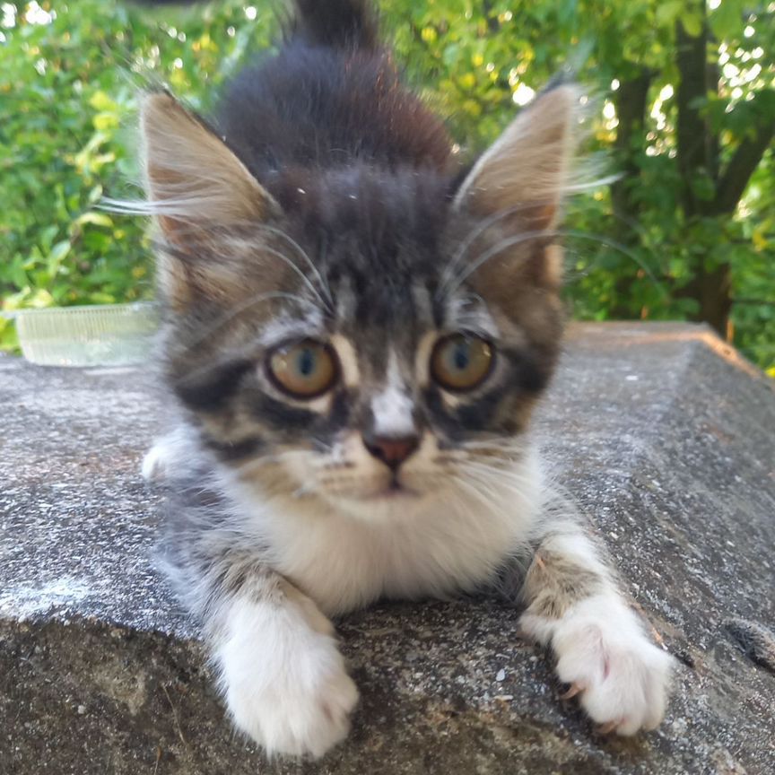 Кошка