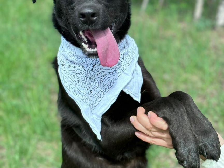 Тимьян щенок из приюта в ожидании родителей