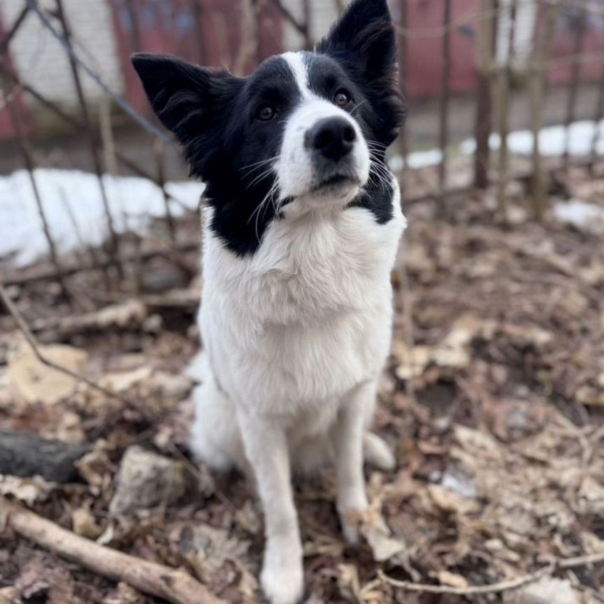 Бордер-колли, щенок