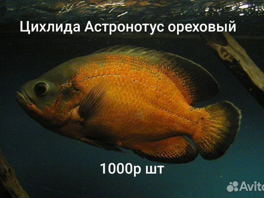 Астронотус ореховый - 2 шт