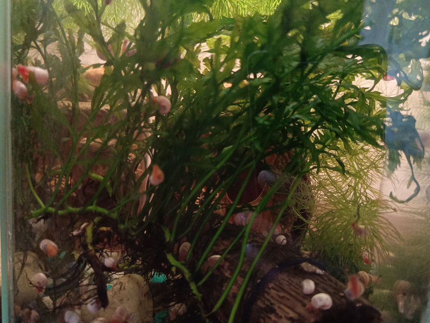 Розовые катушки