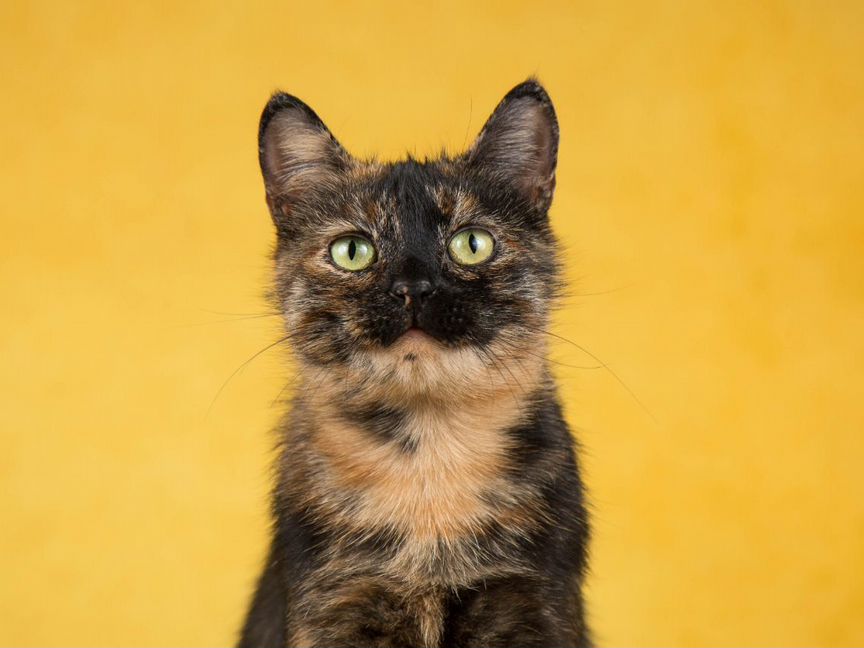 Нереальная красавица кошечка Снежинка