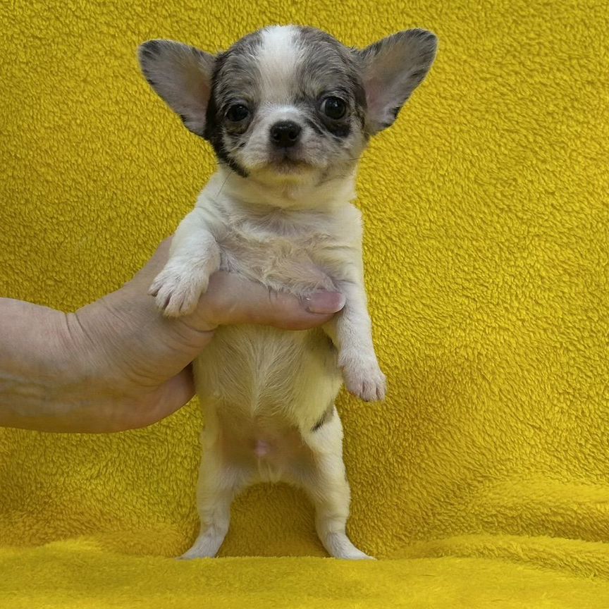Чихуахуа, щенок