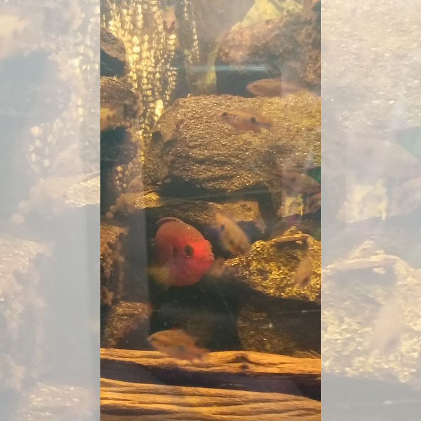 Цихлиды хромисы красавцы