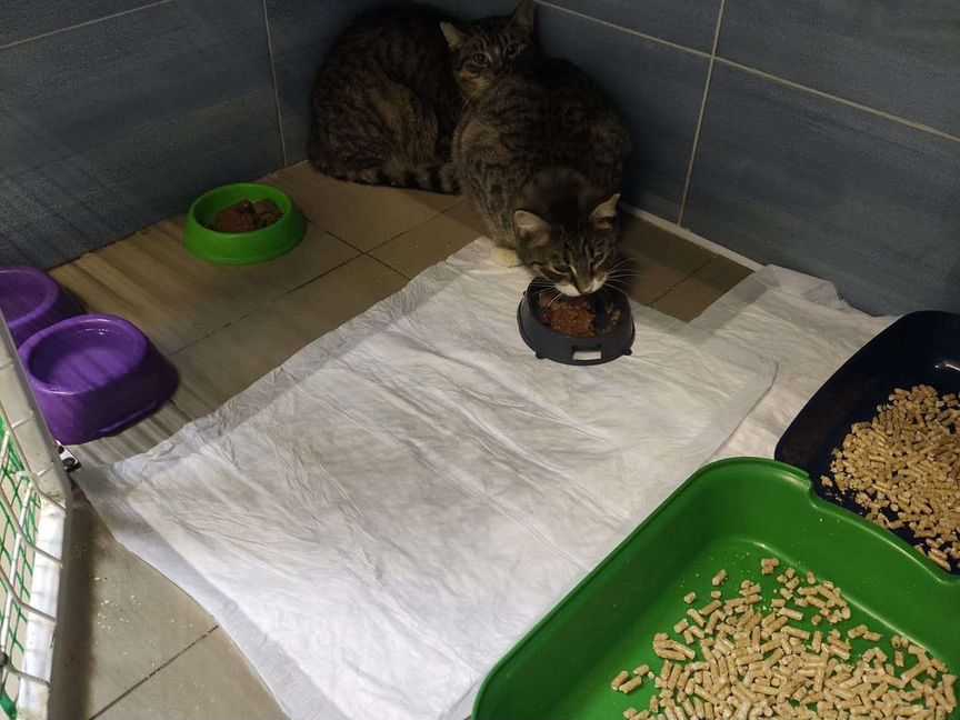 Кошки и котики