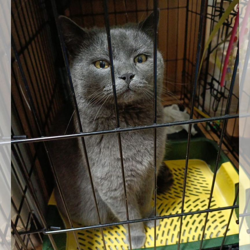 Британская короткошёрстная кошка, взрослая