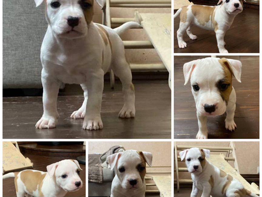 Щенок амстаффа