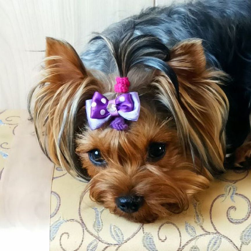 Йоркширский терьер, щенок