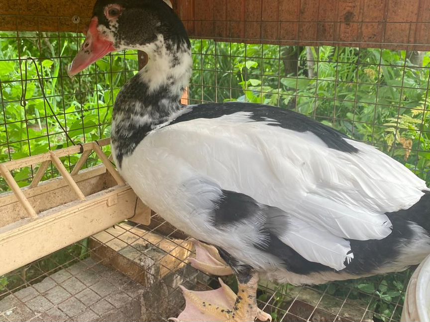 Индоутка на племя