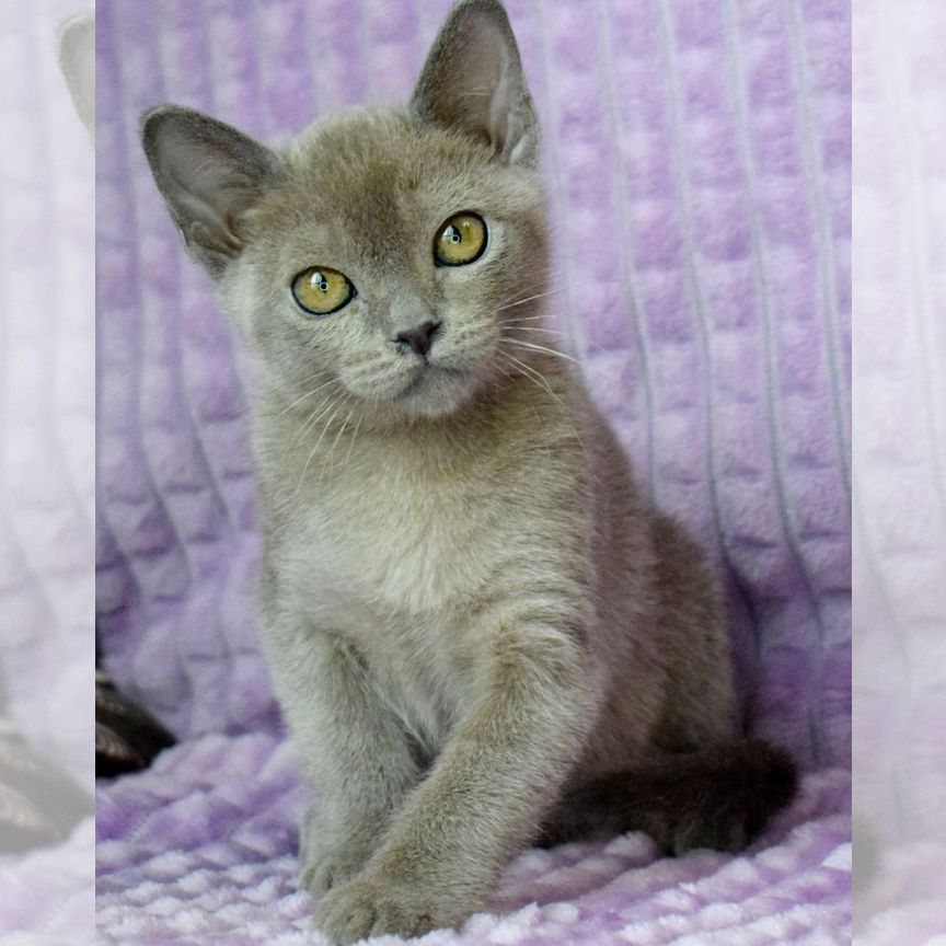 Европейский бурманский котёнок