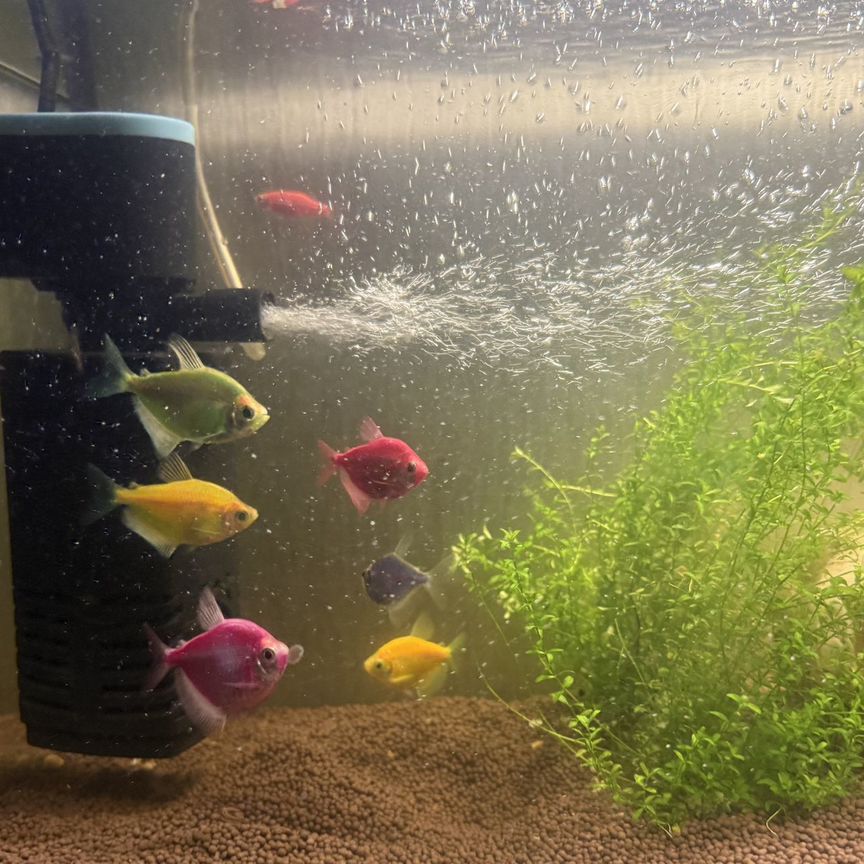 Рыбки тернеции